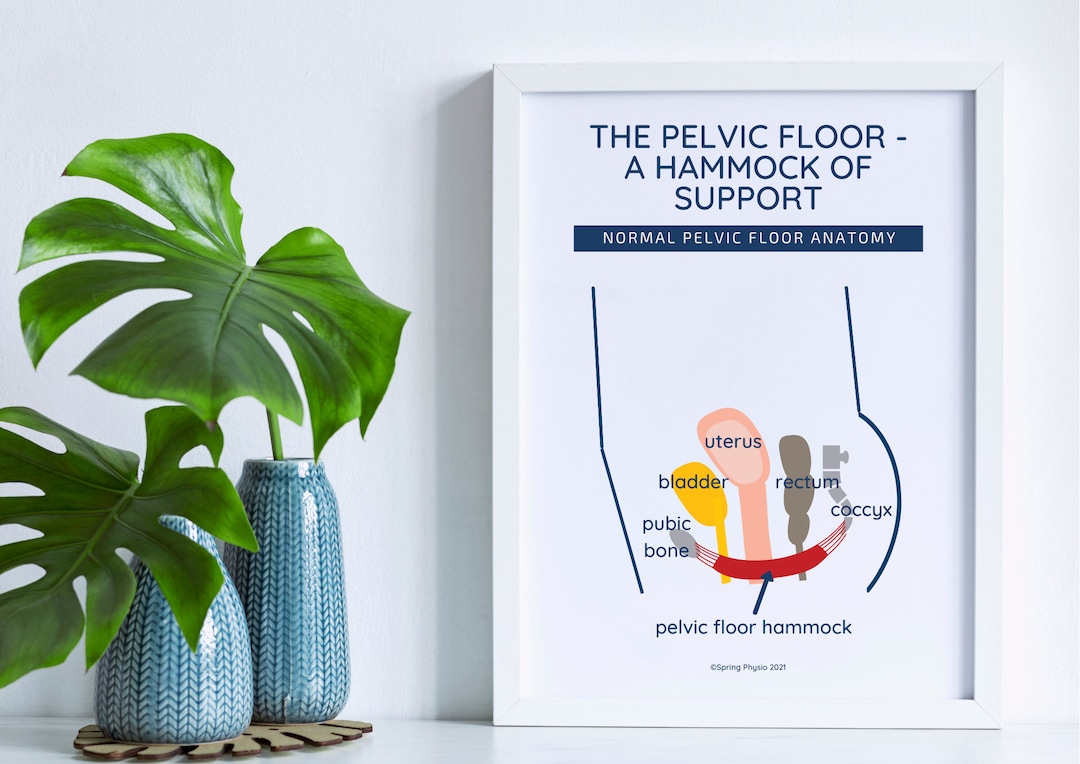 Pelvic Anatomy Poster | Pelvic Floor Anatomy | Pelvis Model | Pelvic ...