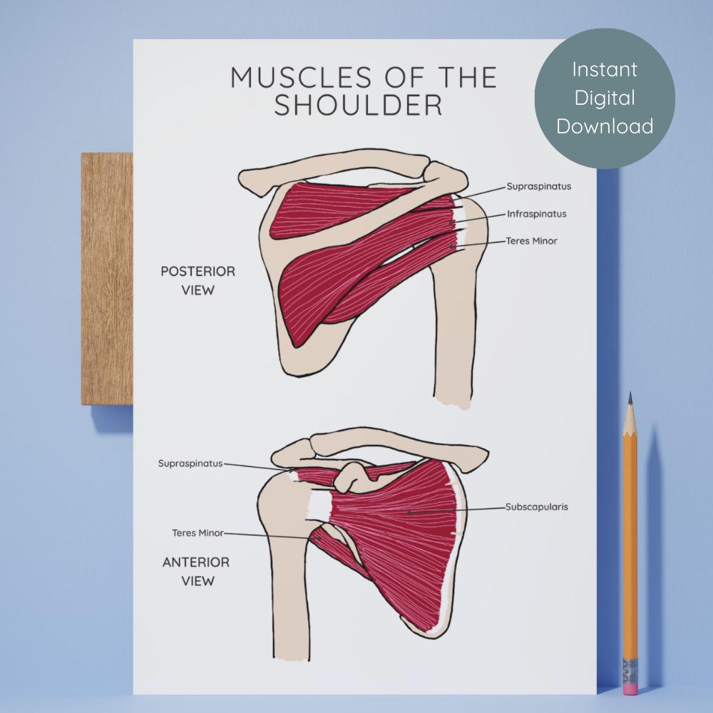Muscles of the Shoulder | Rotator Cuff Anatomy | Digital Download ...