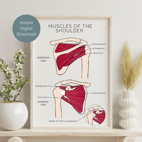 Muscles of the Shoulder | Rotator Cuff Anatomy | Digital Download ...