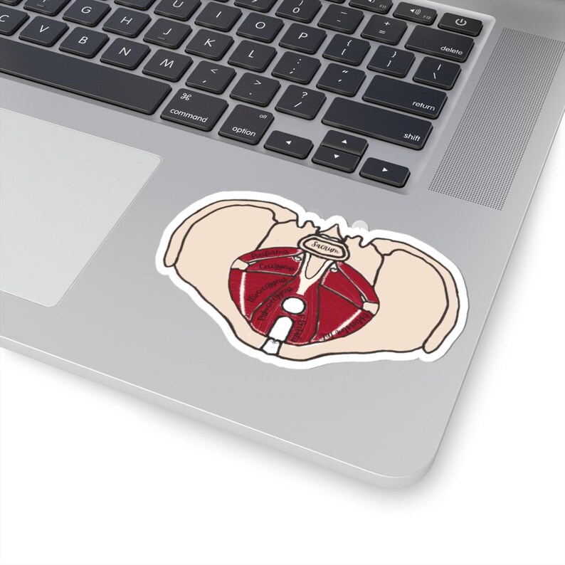Pelvic Floor Anatomy Kiss-cut Sticker - Etsy
