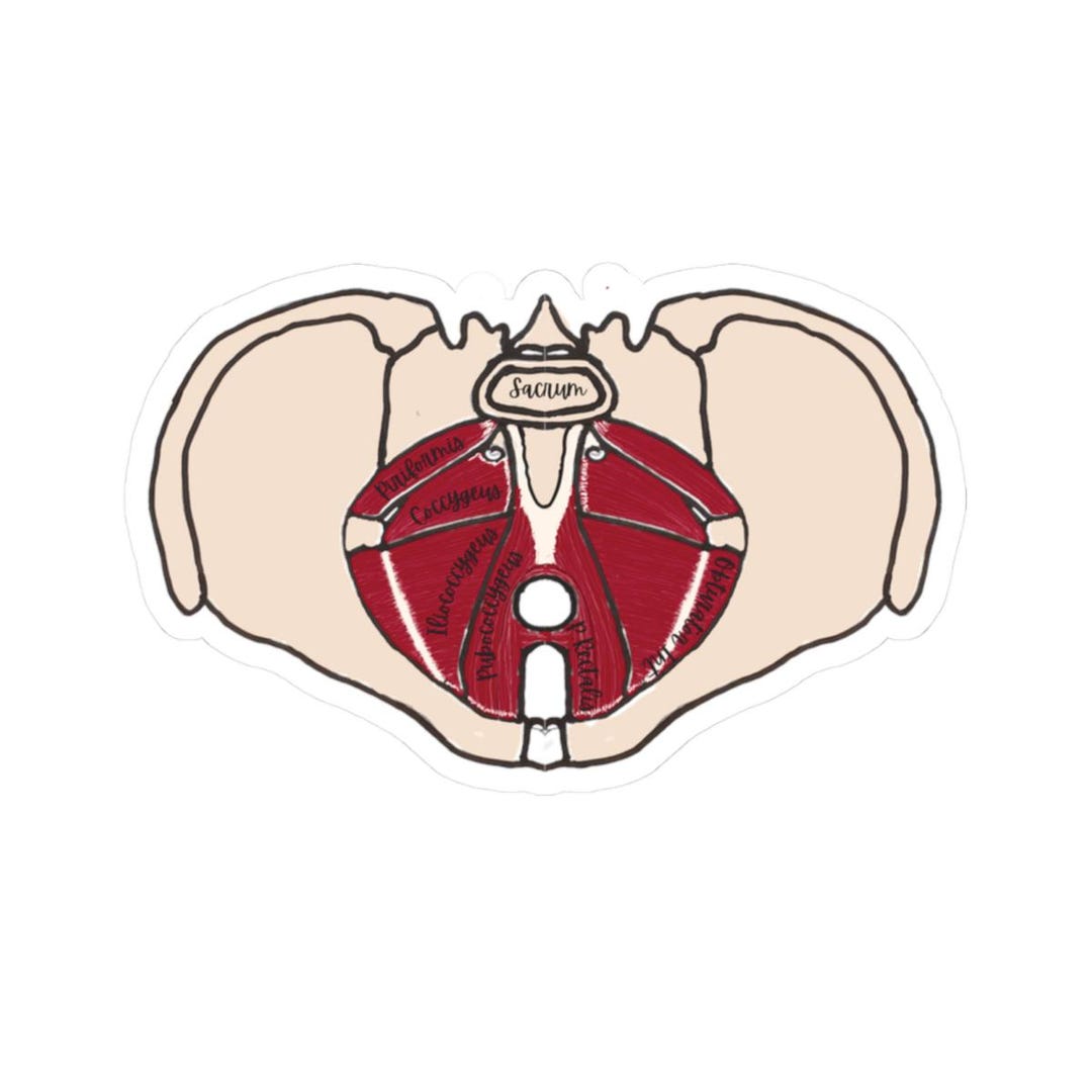 Pelvic Floor Anatomy Kiss-cut Sticker - Etsy