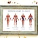 Myofascial Muscle Poster Print for Physical Therapists | Human Anatomy ...