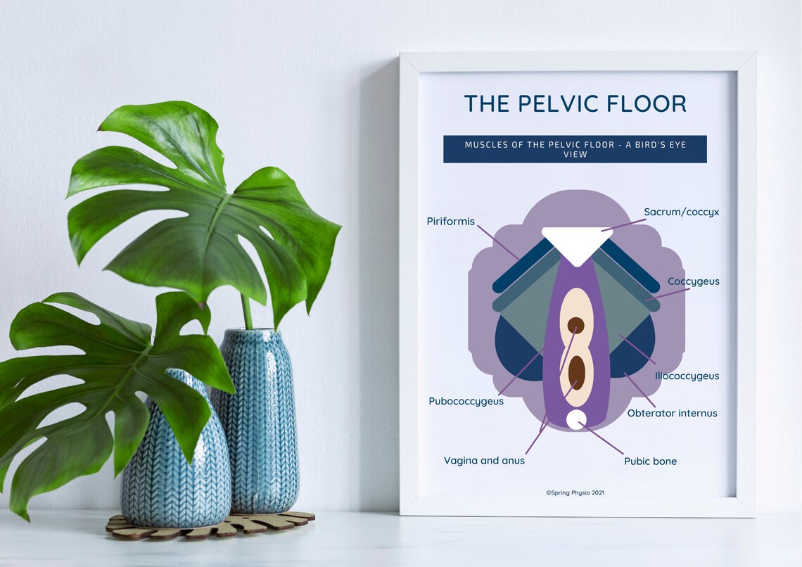 Pelvic Floor Poster Bundle of 3 Prints | Pelvic Floor Art | Pelvic ...