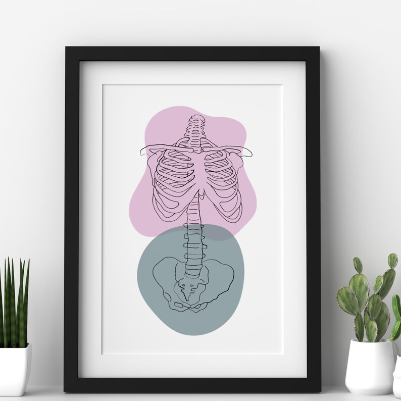 Spine and Pelvis Anatomy Print | Spine and Pelvis Anatomy Drawing ...