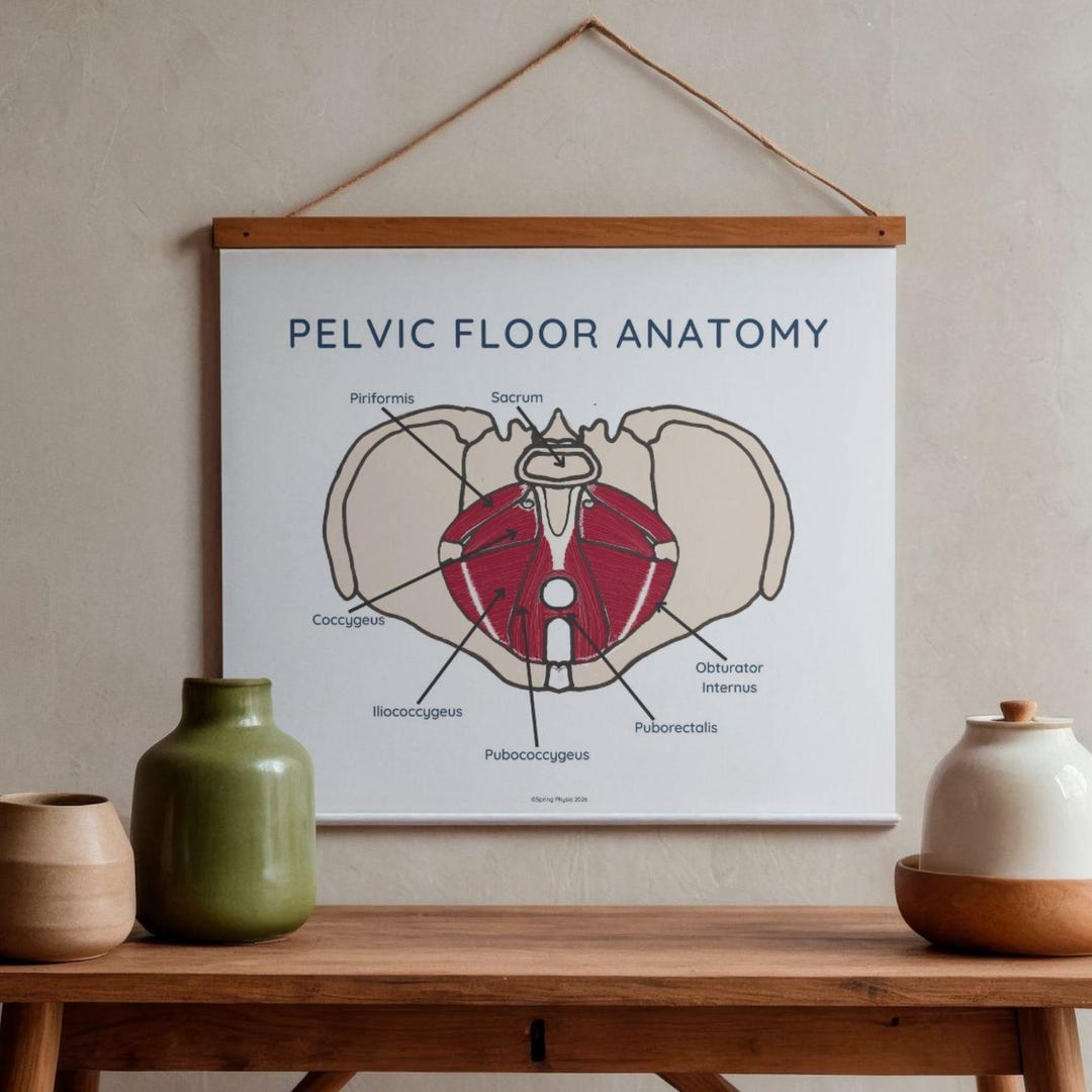 Pelvic Floor Anatomy Poster Map | PDF and PNG Included - Etsy