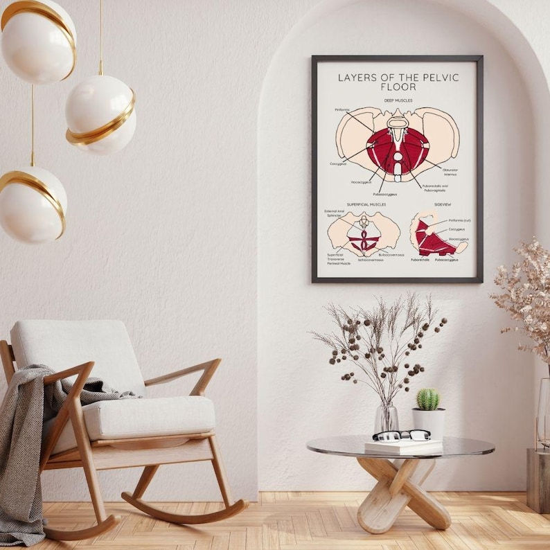 Pelvic Floor Anatomy Poster| Physical Therapy Anatomy | Digital ...