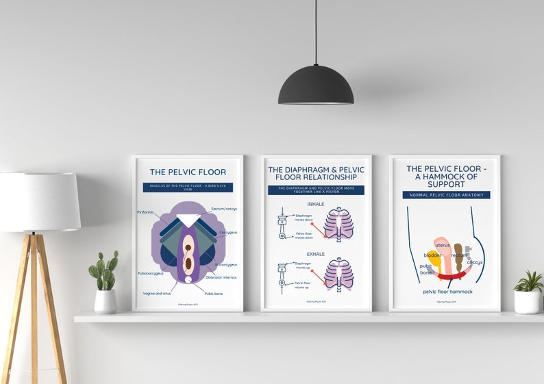 Pelvic Floor Anatomy Poster | Anatomy Art of the Pelvic Floor | Pelvic ...