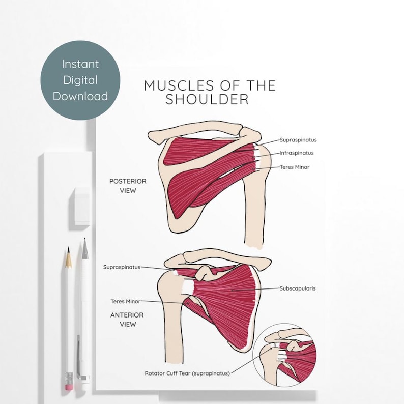 Muscles of the Shoulder | Rotator Cuff Anatomy | Digital Download ...