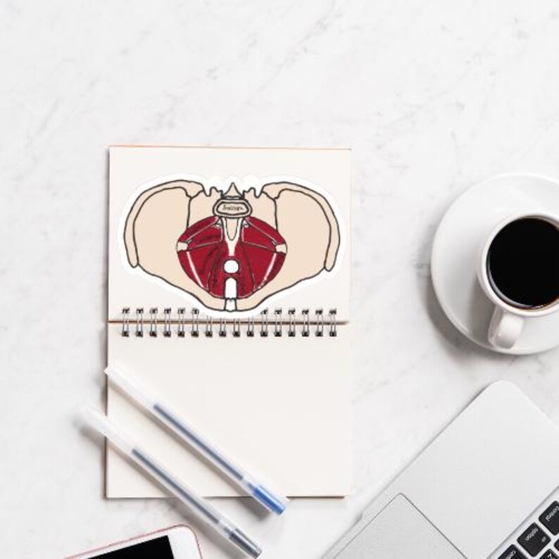 Pelvic Floor Anatomy Kiss-cut Sticker - Etsy