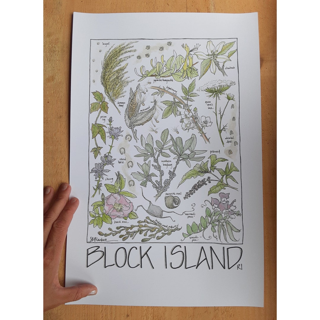 Block Island Flora, Signs of Fauna Print - Etsy