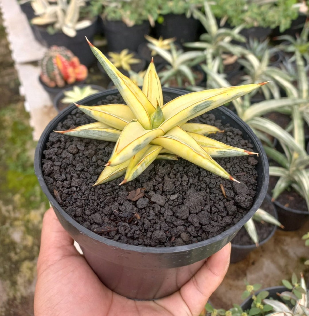 Sansevieria Blue Clone Yellow Variegated Free Phytosanitary - Etsy