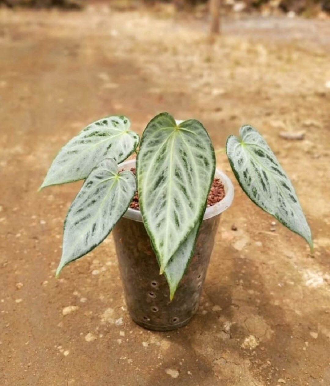 Anthurium Silver Chrome Free Phytosanitary - Etsy