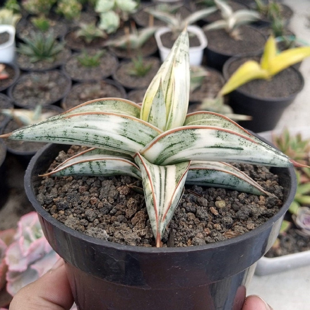 Sansevieria Blue Clone Variegated Free Phytosanitary - Etsy