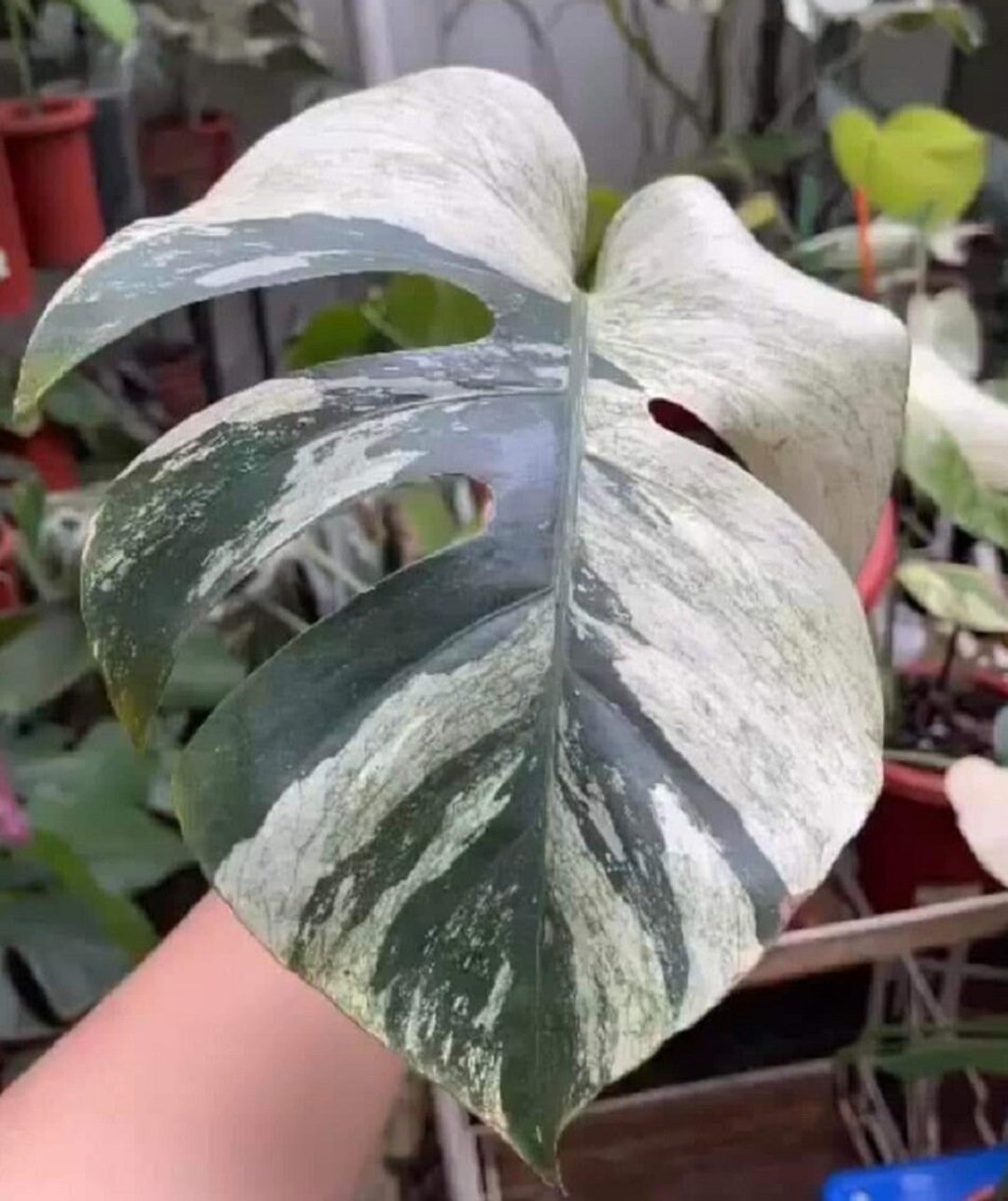 Monstera Mint Variegated 1 Leaf Free Phytosanitary - Etsy