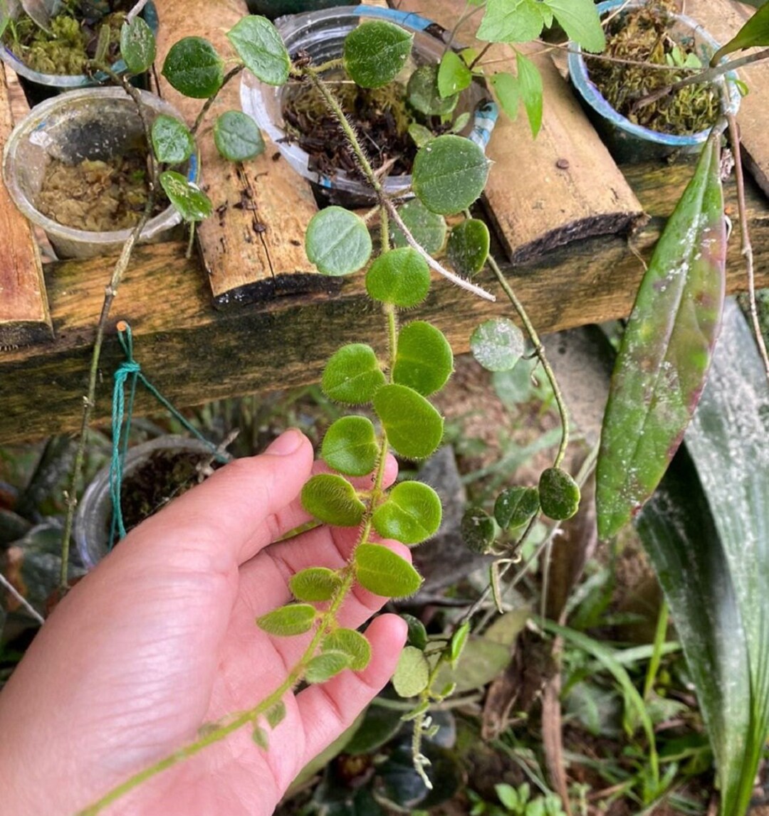 Hoya Mini Papuana Sp Sulawesi Free Phytosanitary - Etsy