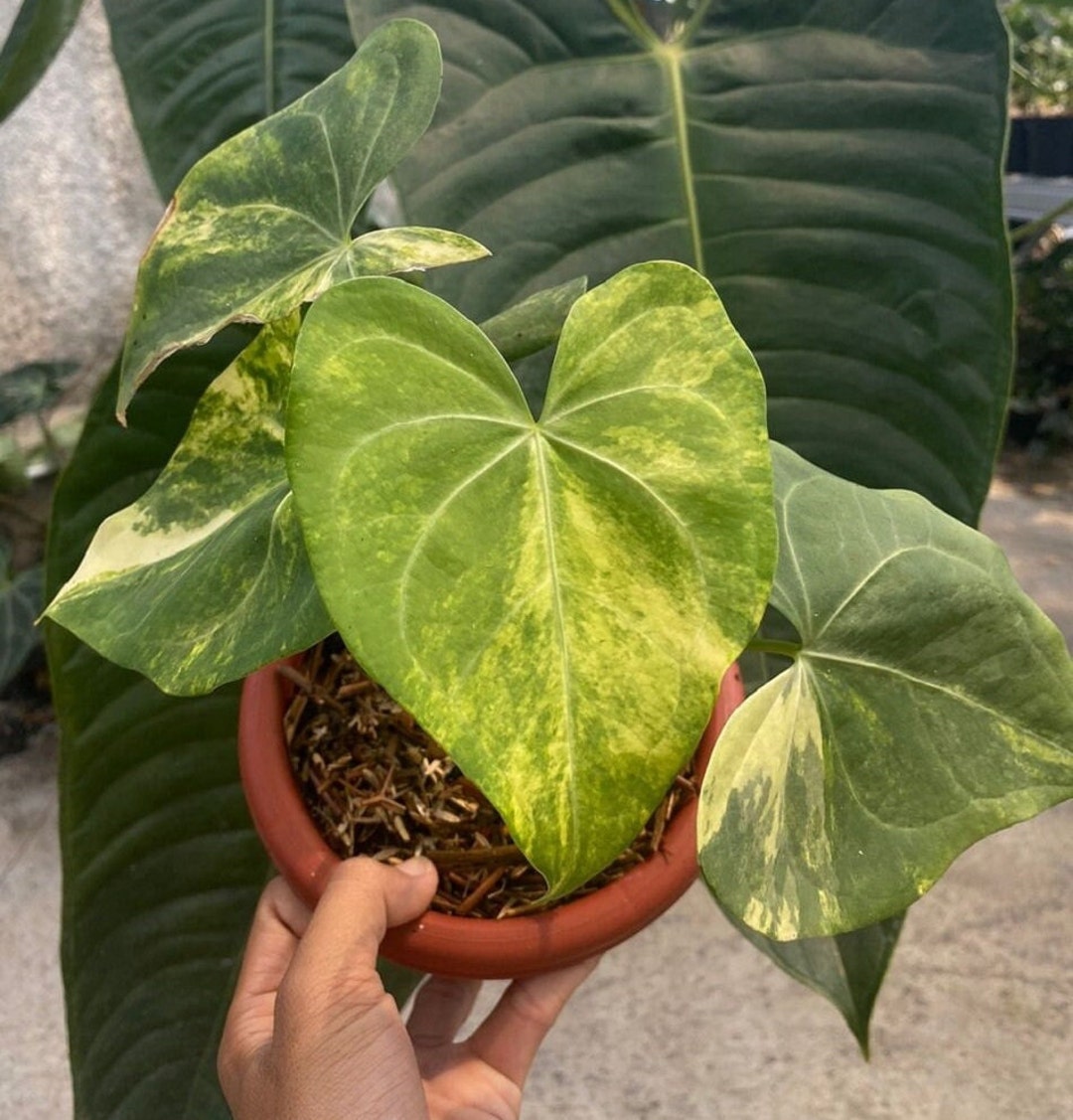 Anthurium Delta Force Hybrid Variegated Free Phytosanitary - Etsy