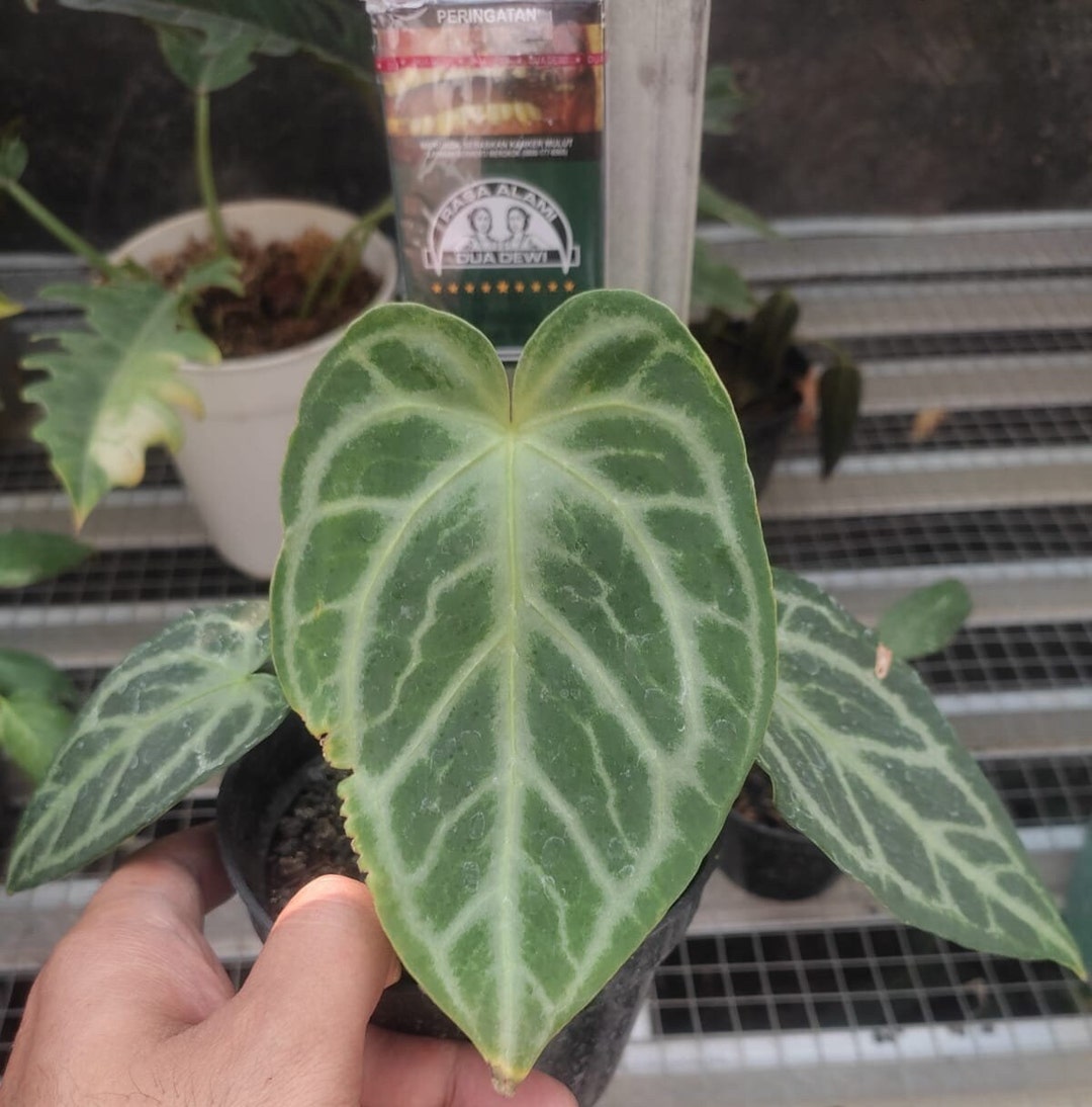 Anthurium Silver Chrome X Warocqueanum Free Phytosanitary - Etsy