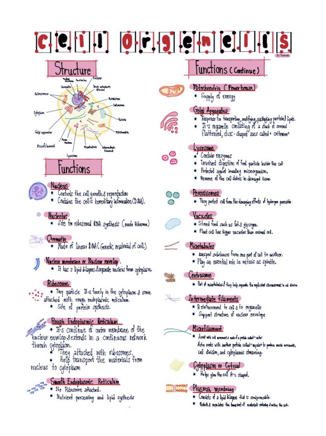 Visual Notes - Cell Organelles - Etsy