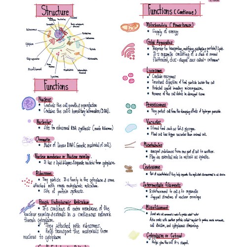Visual Notes Cell Organelles - Etsy
