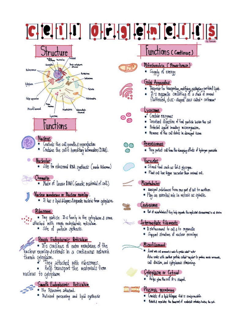 Visual Notes - Cell Organelles - Etsy