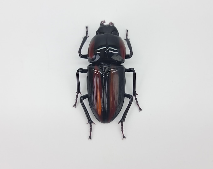 Glass Lucanidae Beetle Sculpture, Hand Blown Glass Insect Lampwork ...