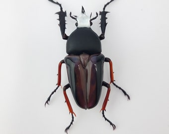 Glass Lucanidae Beetle, Cerambycidae Sculpture, Hand Blown Glass Insect ...