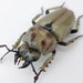 Glass Lucanidae Beetle, Cerambycidae Sculpture, Hand Blown Glass Insect ...