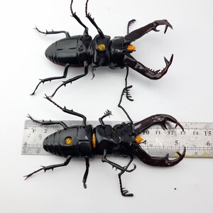 Fighting Stag Beetles Glass Sculpture, Hand Blown Glass Lucanidae ...