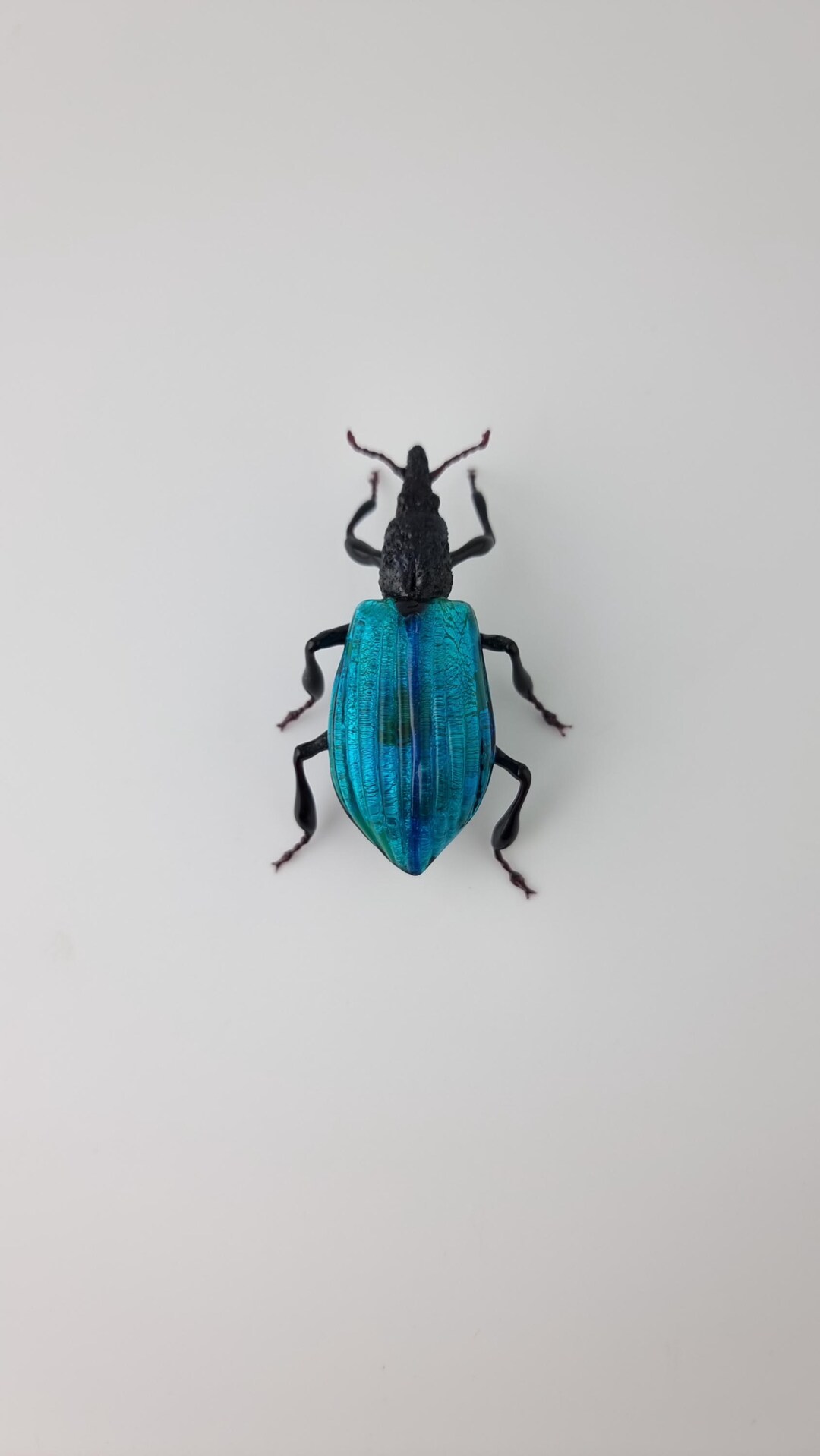 Apionidae, Glass Weevil Beetle Sculpture, Hand Blown Glass Insect ...