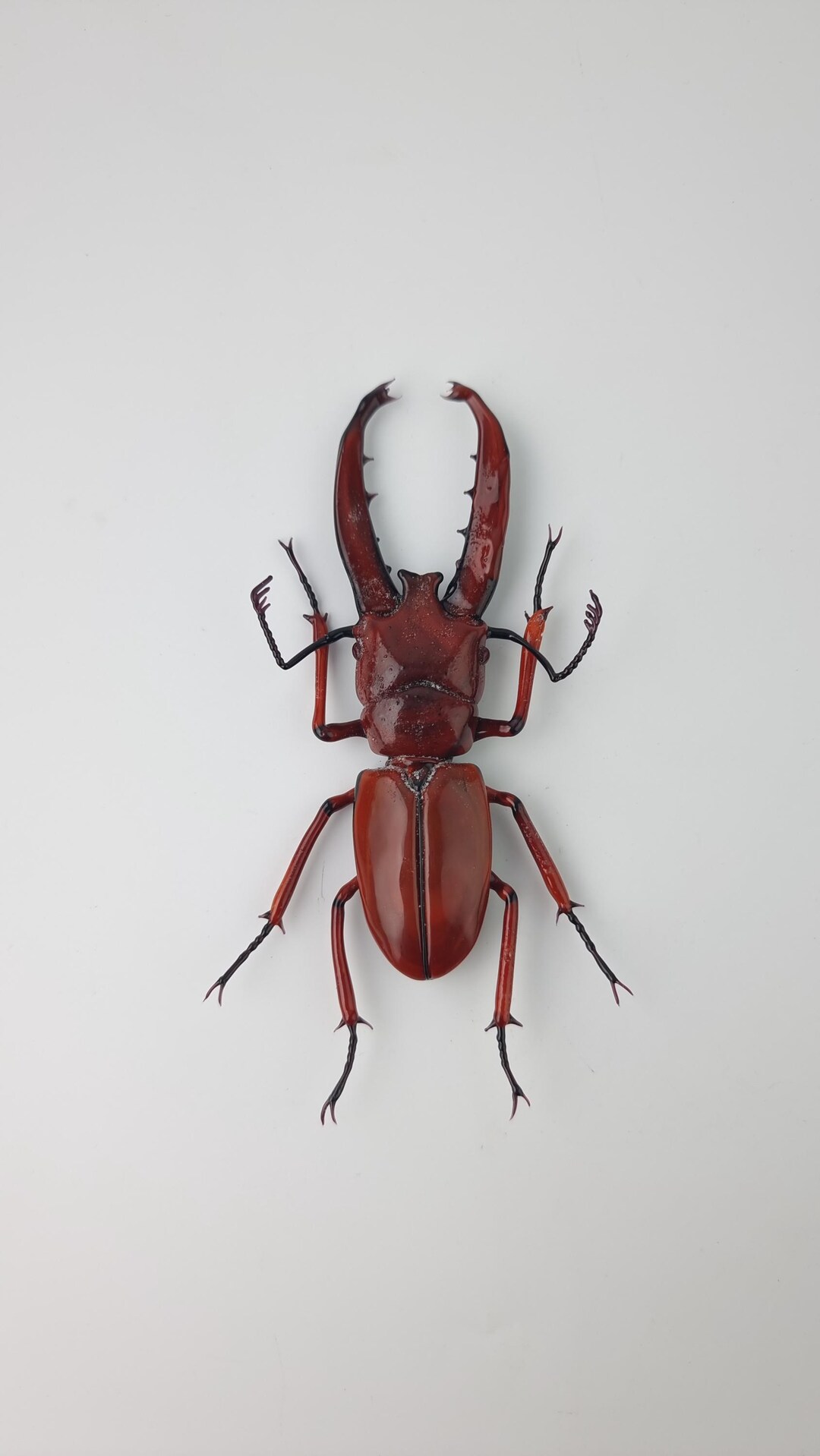 Stag Beetle, Lucanidae Glass Sculpture, Hand Blown Glass Insect ...