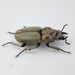 Glass Lucanidae Beetle, Cerambycidae Sculpture, Hand Blown Glass Insect ...