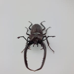 Glass Stag Beetle, Lucanidae, Hand Blown Glass Insect Lampwork Figurine ...