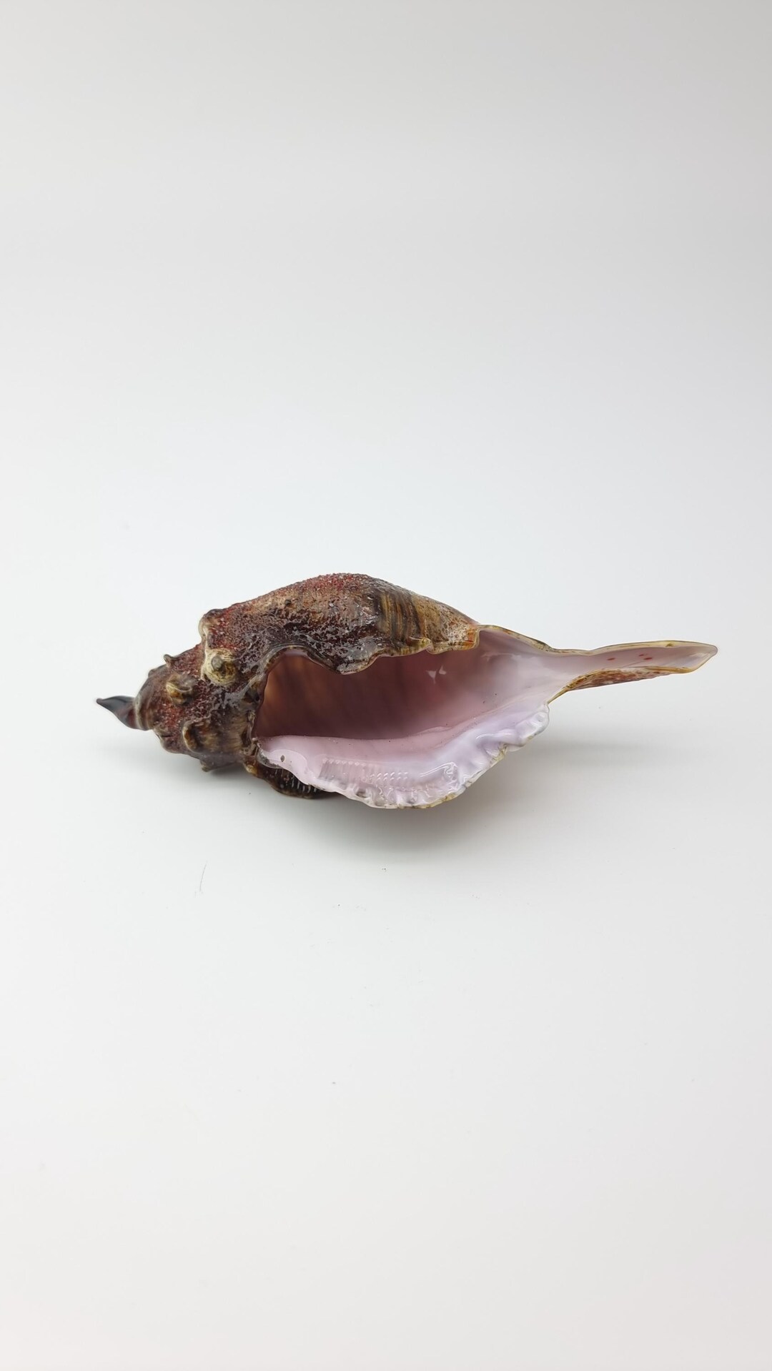 Realistic Sea Shell Sculpture, Hand Blown Shell Figurine, Perfect Gift ...