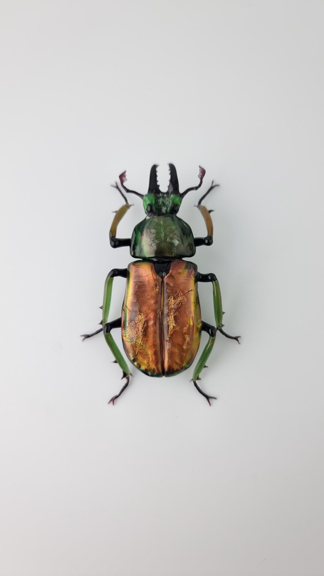Sphaenognathus Metalliferi, Glass Lucanidae Beetle Sculpture, Hand ...