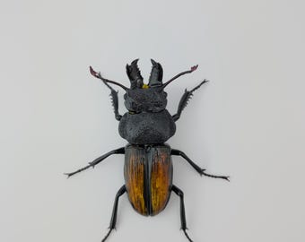 Glass Stag Beetle, Lucanidae, Hand Blown Glass Insect Lampwork Figurine ...