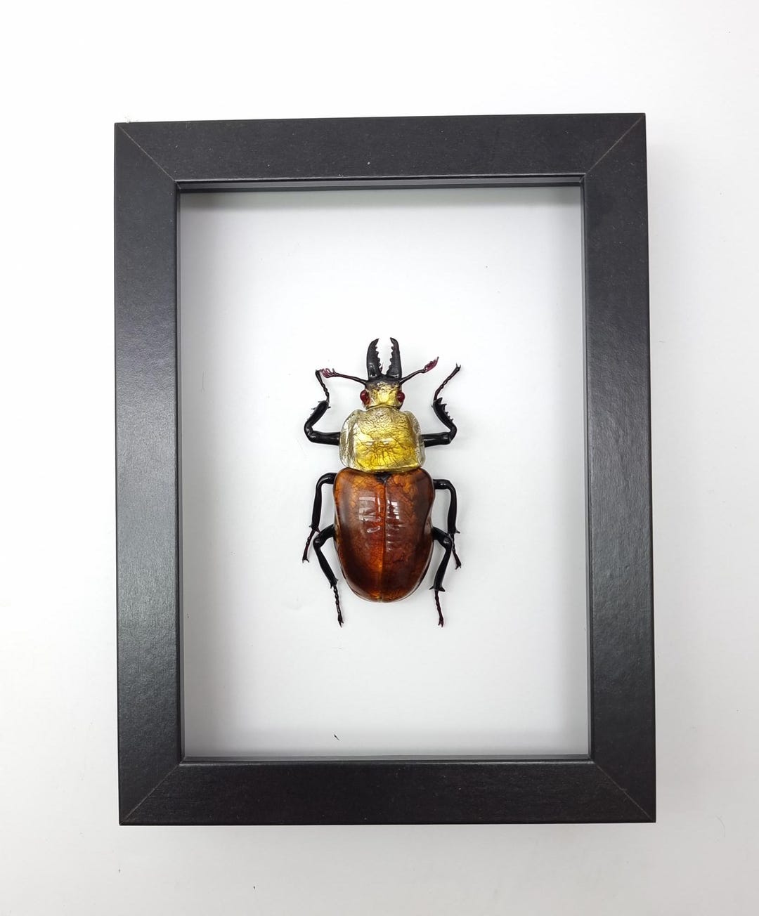 Female Stag Beetle, Sphaenognathus Sculpture, Hand Blown Glass Insect ...