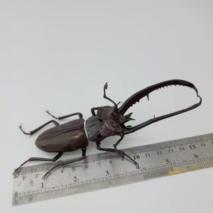 Glass Stag Beetle, Lucanidae, Hand Blown Glass Insect Lampwork Figurine ...