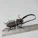 Glass Stag Beetle, Lucanidae, Hand Blown Glass Insect Lampwork Figurine ...