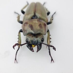 Glass Lucanidae Beetle, Cerambycidae Sculpture, Hand Blown Glass Insect ...