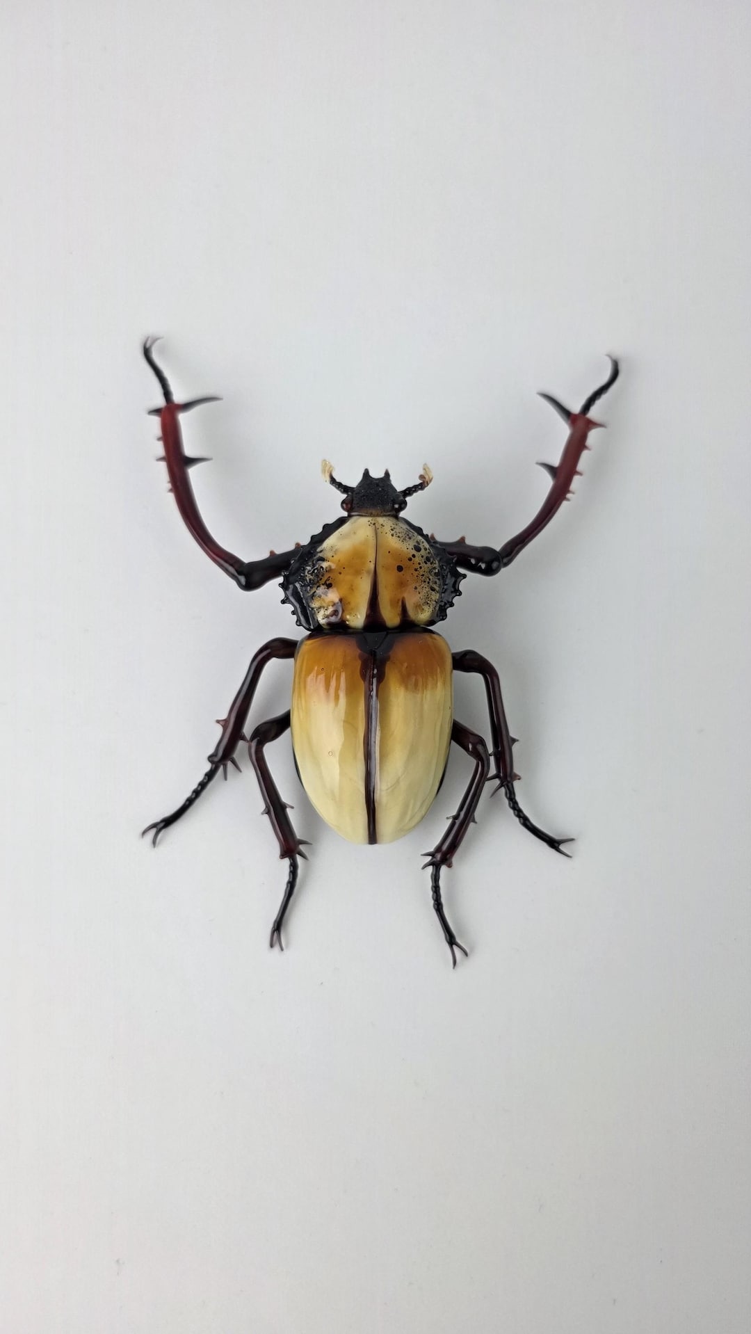 Propomacrus Davidi Sculpture, Hand Blown Insect Lampwork Figurine ...