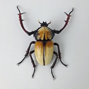 SerbayDoruGlass - Etsy