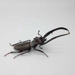 Glass Stag Beetle, Lucanidae, Hand Blown Glass Insect Lampwork Figurine ...