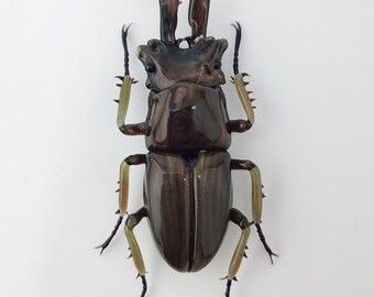 Glass Lucanidae Beetle, Cerambycidae Sculpture, Hand Blown Glass Insect ...