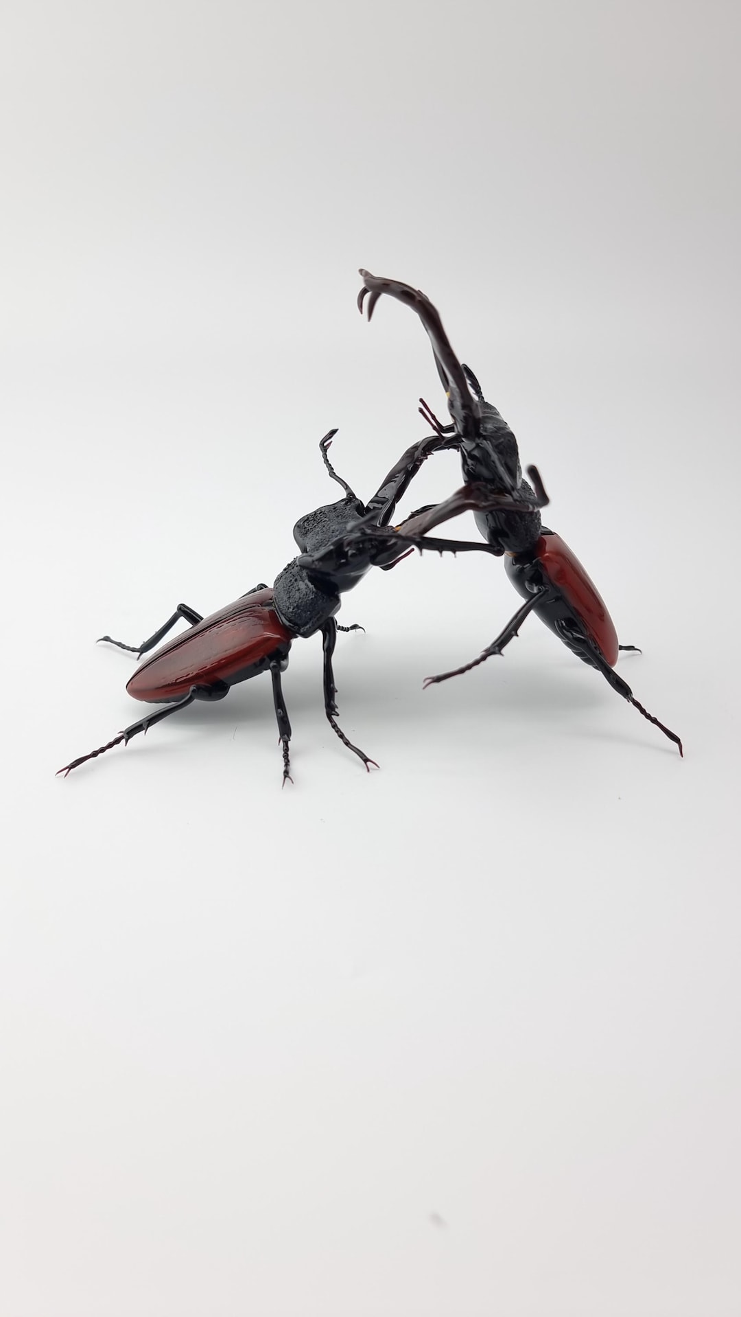 Fighting Stag Beetles Glass Sculpture, Hand Blown Glass Lucanidae ...