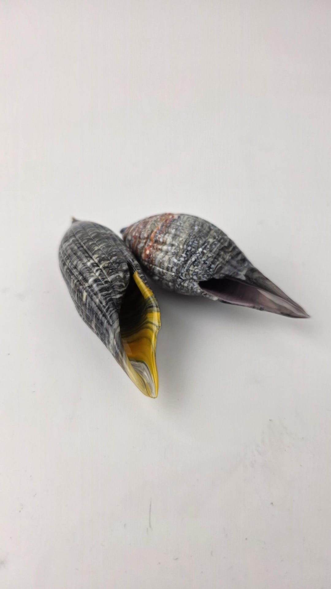Blown Glass Sea Shells, Glass Sculpture, Hand Blown Glass Realistic Sea ...