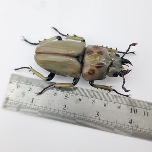 Glass Lucanidae Beetle, Cerambycidae Sculpture, Hand Blown Glass Insect ...