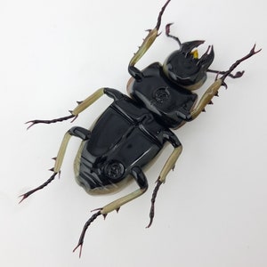 Glass Lucanidae Beetle, Cerambycidae Sculpture, Hand Blown Glass Insect ...
