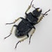 Glass Lucanidae Beetle, Cerambycidae Sculpture, Hand Blown Glass Insect ...