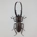 Glass Stag Beetle, Lucanidae, Hand Blown Glass Insect Lampwork Figurine ...
