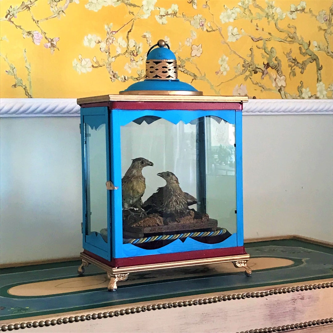 Antique Display Case With Taxidermy Quail Couple, Tin and Glass ...